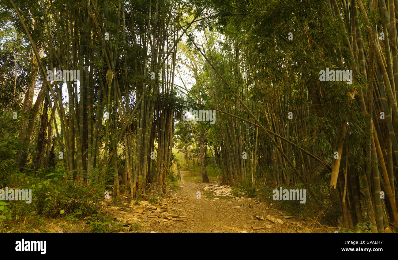 Beautiful bamboo forest walkway hi-res stock photography and images - Alamy