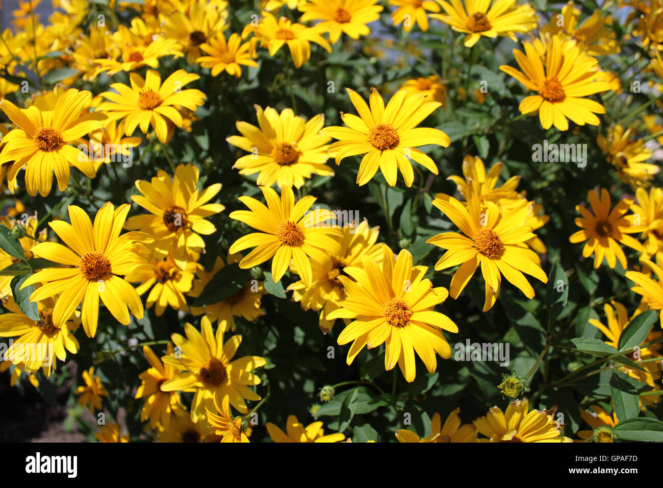 Yellow daisies with greenery Stock Photo - Alamy