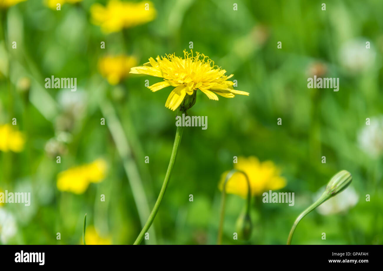 Hawkweed hi-res stock photography and images - Alamy