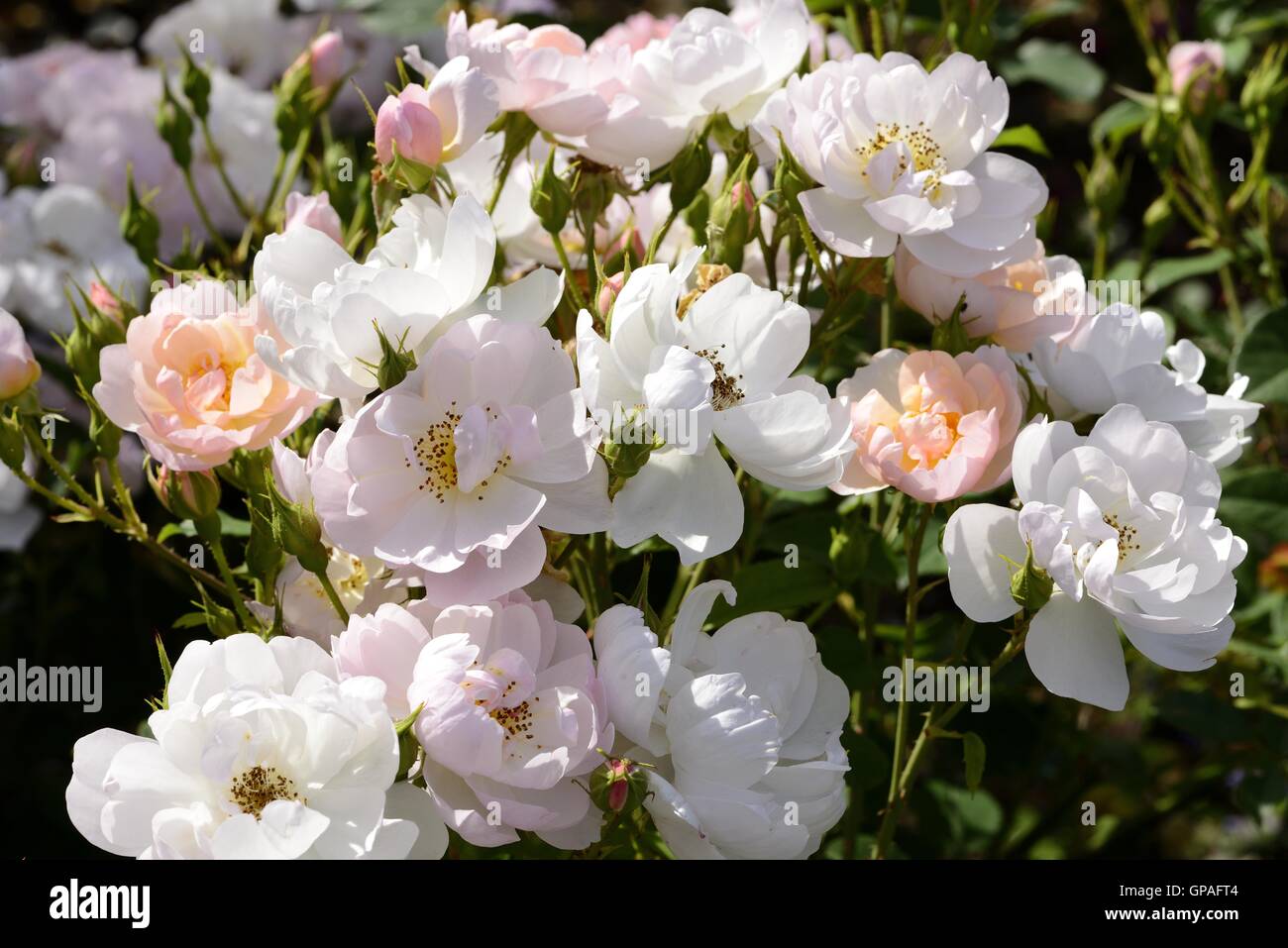 Lush roses hi-res stock photography and images - Alamy