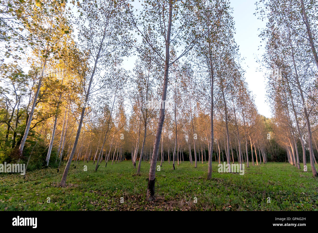 Planted forest in southern France Stock Photo - Alamy