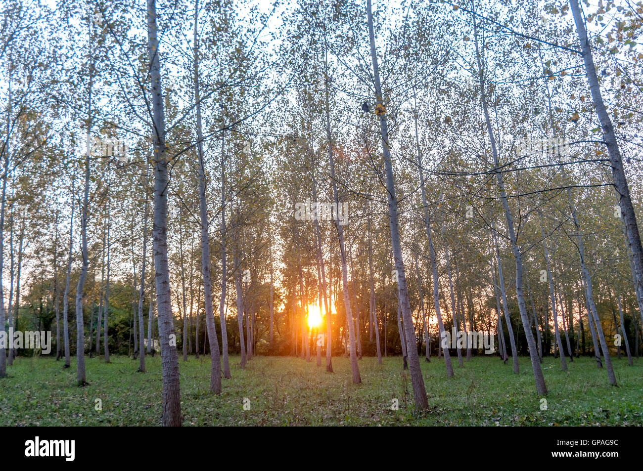 Planted forest hi-res stock photography and images - Alamy