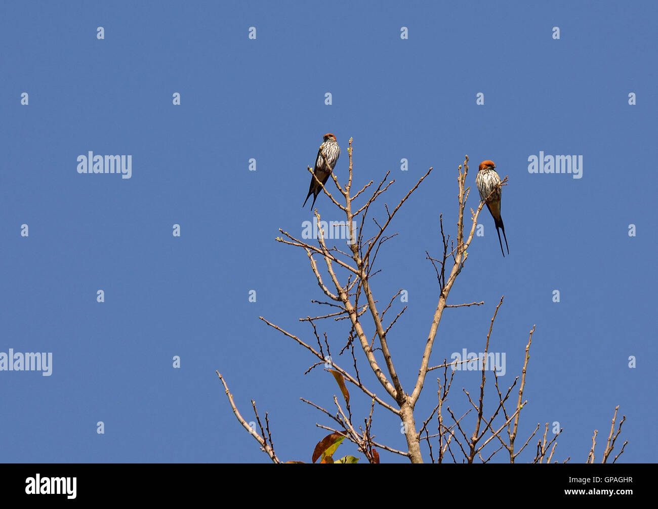 Lesser striped swallow Cecropis abyssinica against a clear blue sky ...
