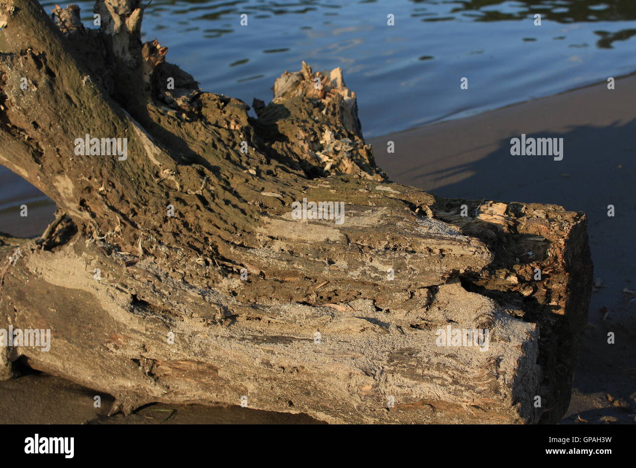 log on the beach Stock Photo - Alamy