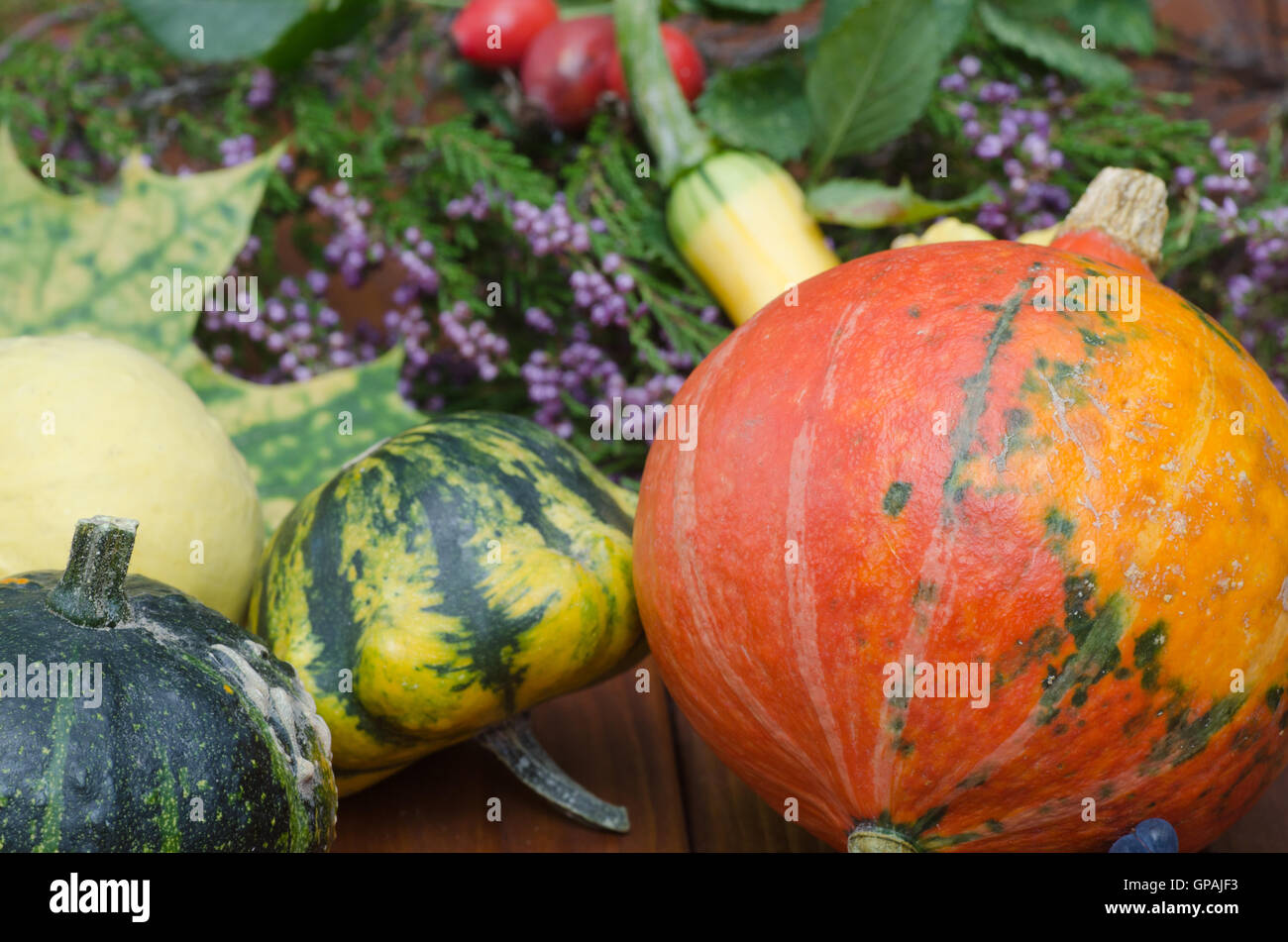 colorful nature still life with fall plants Stock Photo - Alamy