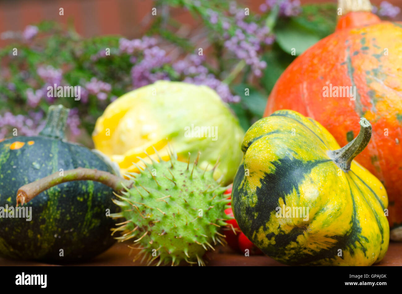 colorful nature still life with fall plants Stock Photo - Alamy