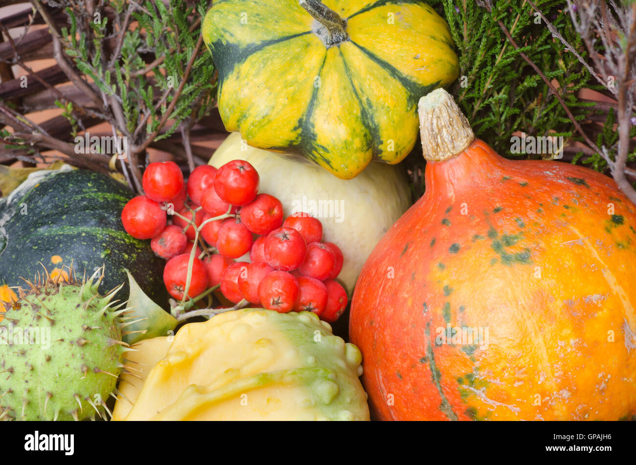 colorful nature still life with fall plants Stock Photo - Alamy