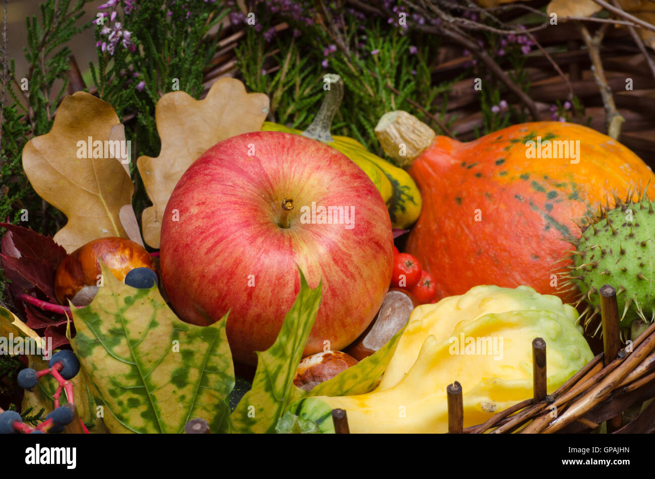 colorful nature still life with fall plants Stock Photo - Alamy