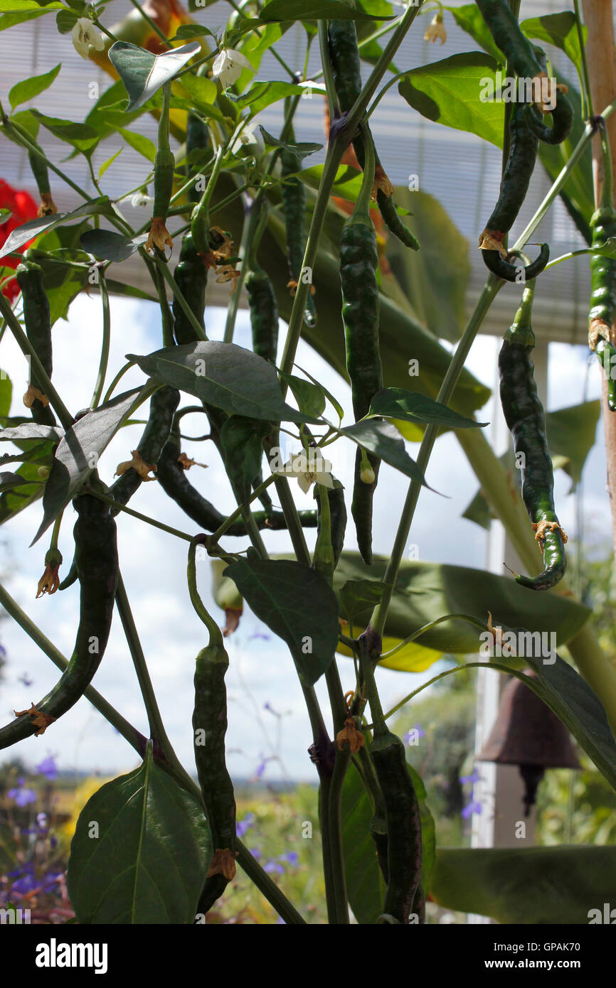 Capsicin hi-res stock photography and images - Alamy