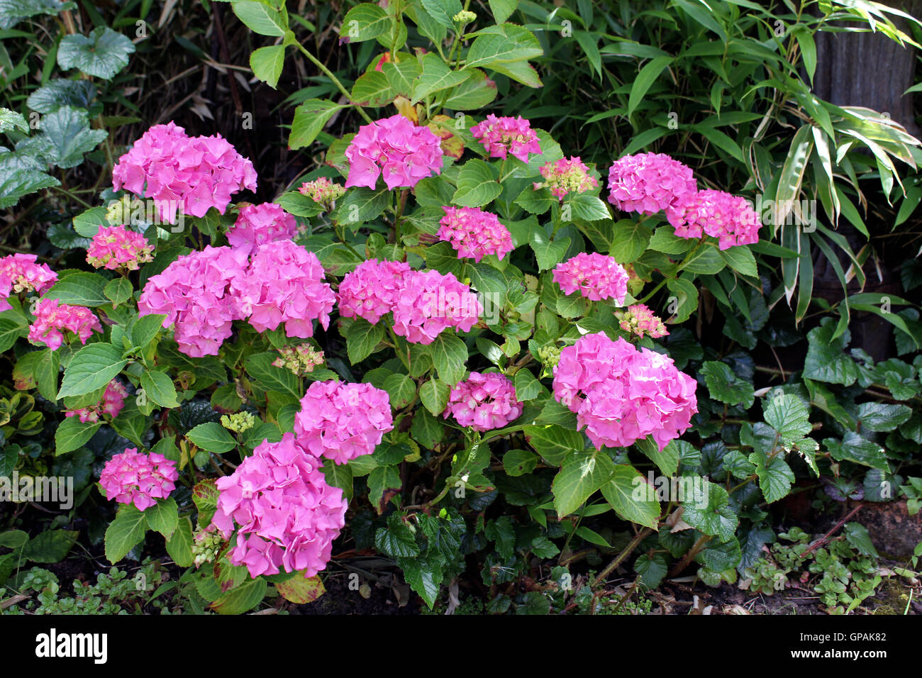 Hydrangea english garden border hi-res stock photography and images - Alamy
