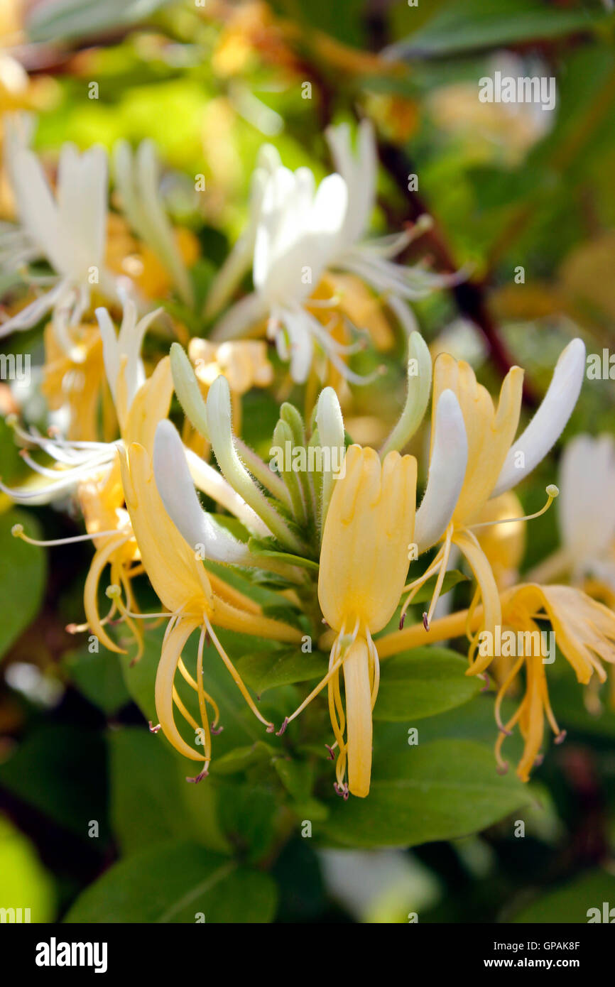 Honey yellow Honeysuckle flower in sunlight Stock Photo - Alamy