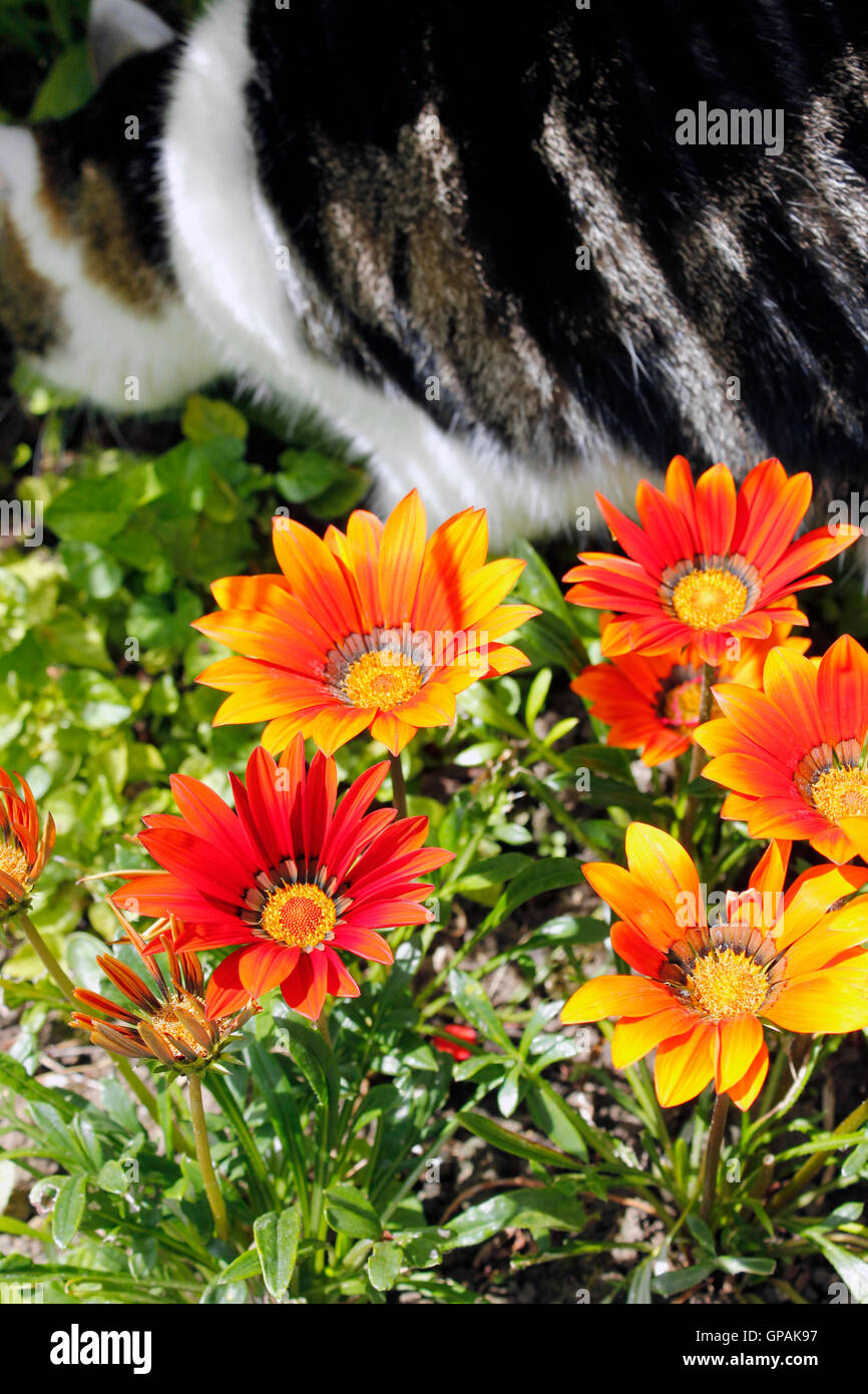 Lovely tabby cat amongst the Gazania sunrise bedding plants Stock Photo ... Lovely tabby cat amongst the Gazania sunrise bedding plants Stock Photo ...