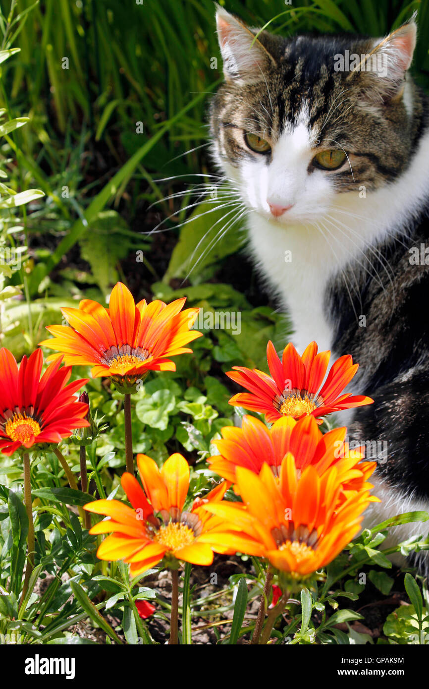 Lovely tabby cat amongst the Gazania sunrise bedding plants Stock Photo ... Lovely tabby cat amongst the Gazania sunrise bedding plants Stock Photo ...