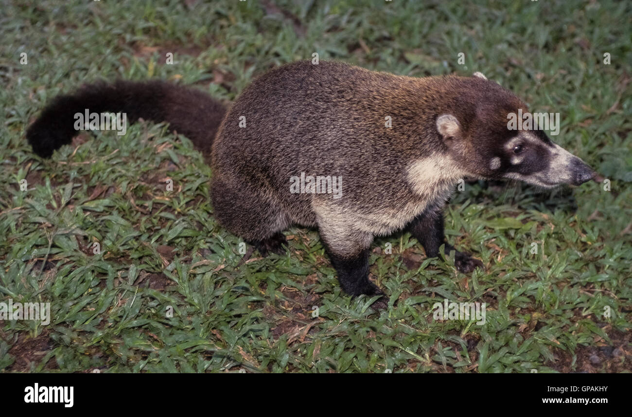 A white-nosed coati (Nasua narica) that dwells in tropical rain forests ...