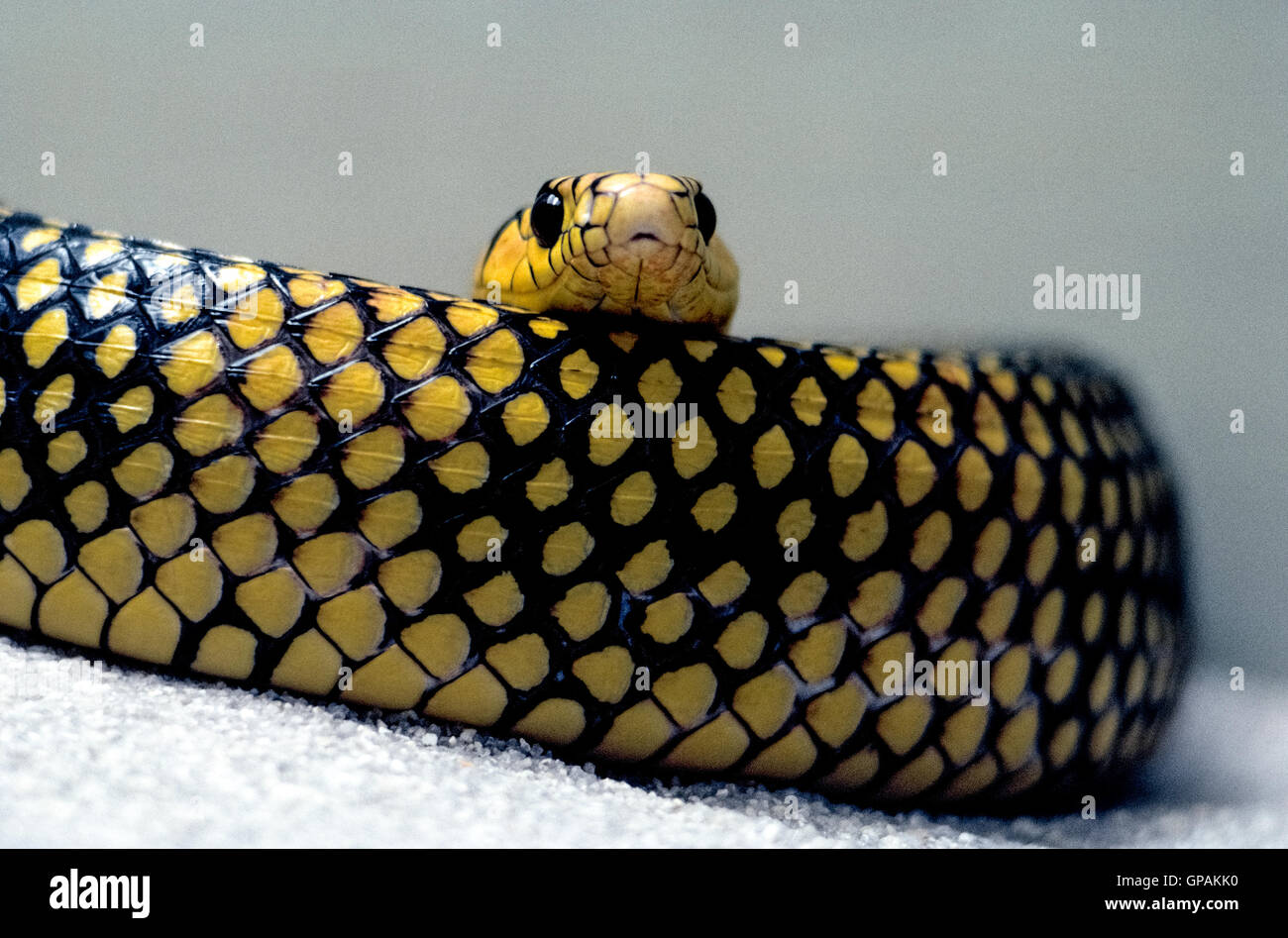 The head of a Tiger Rat snake peers over a section of its coiled body ...