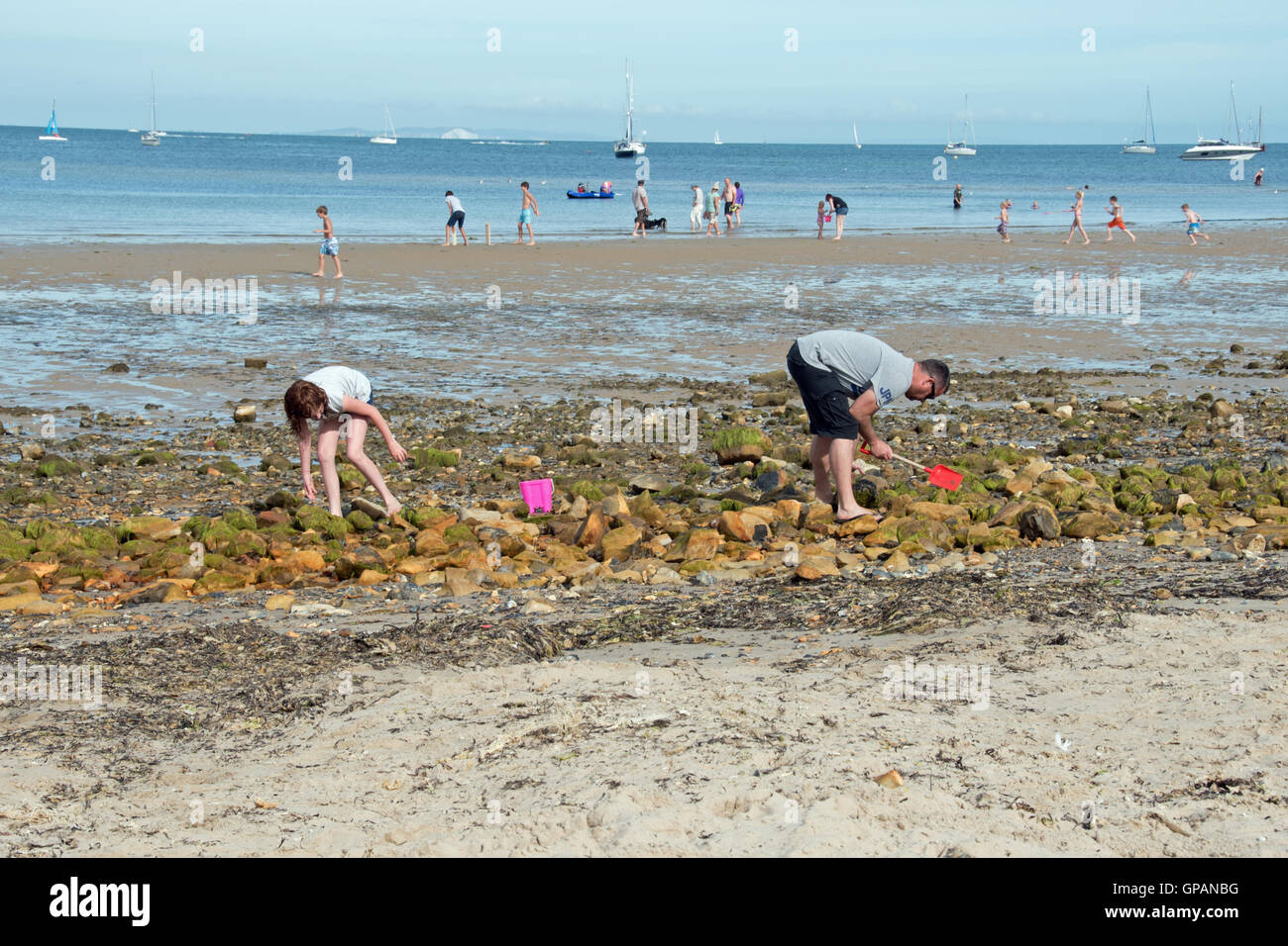 searching for shells and crabs on the beach at Studland Bay, Dorset, UK ...