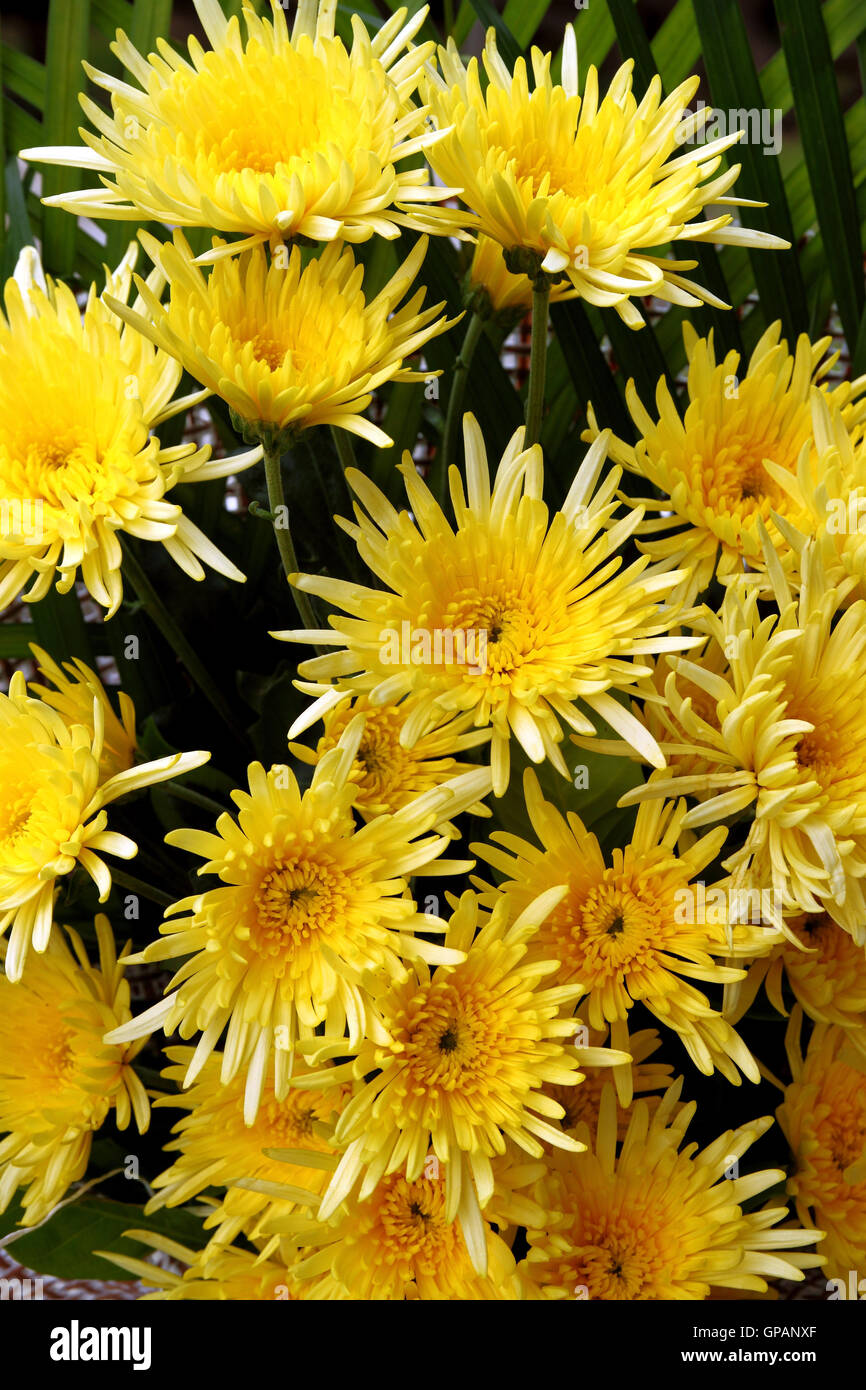 Breeding chrysanthemum hi-res stock photography and images - Alamy