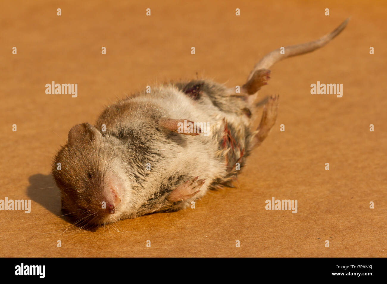 Cat and mouse images hi-res stock photography and images - Alamy