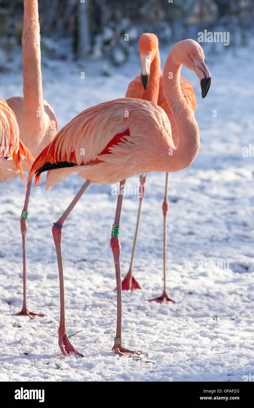 Flamingo in the snow Stock Photo - Alamy