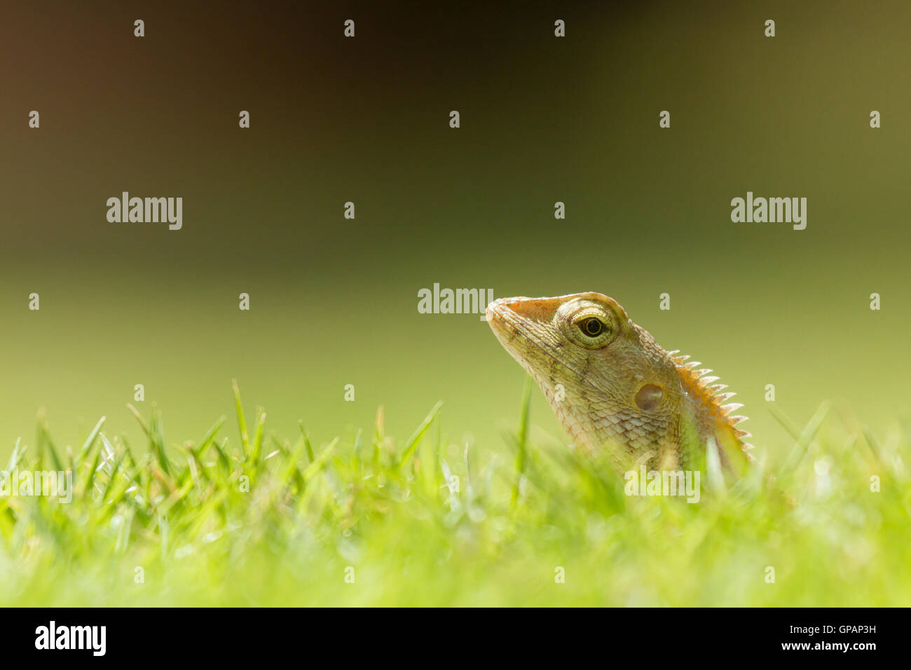 Close up of a lizard Stock Photo - Alamy