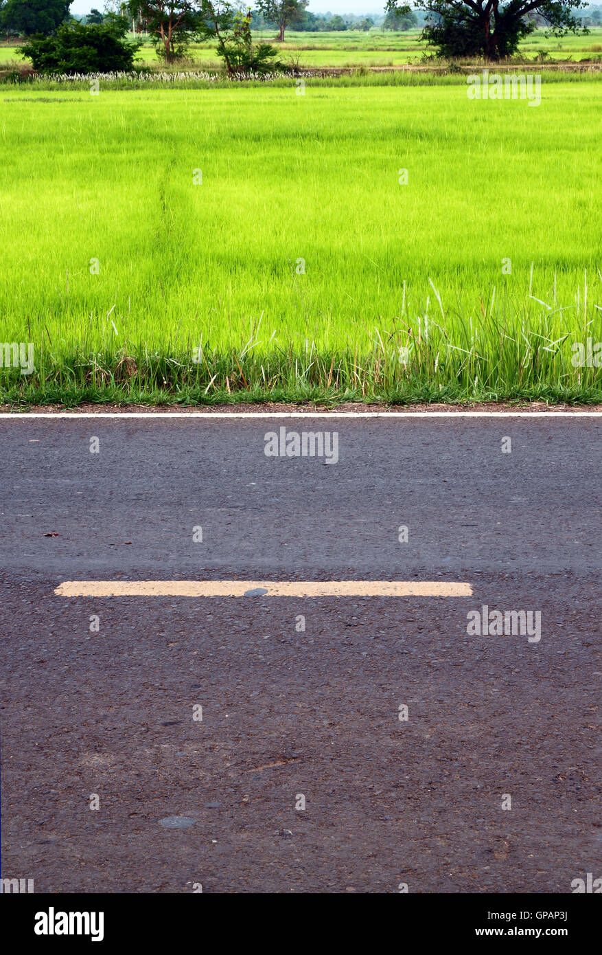 road and rice field in country side Stock Photo - Alamy