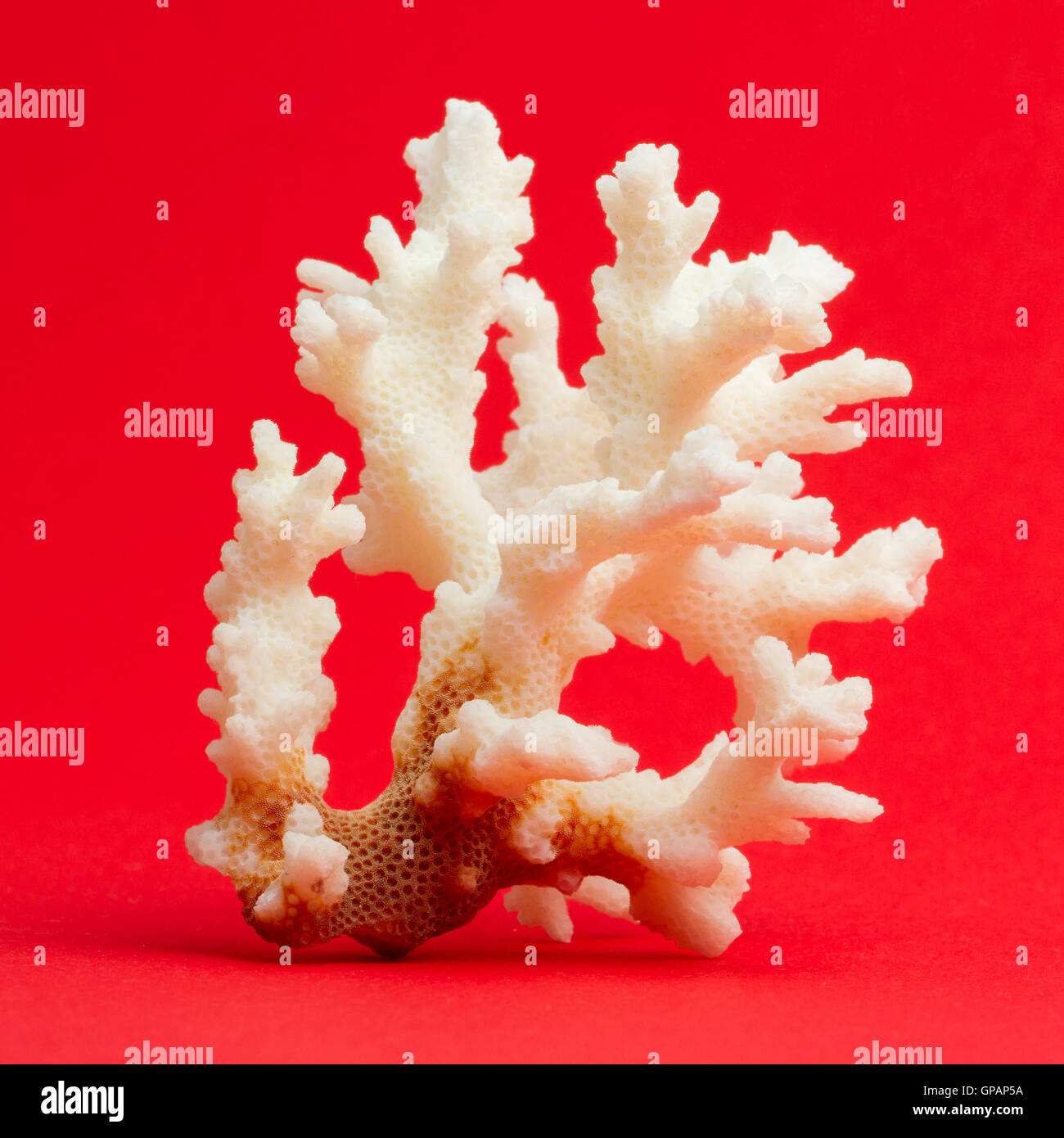 Light coral isolated Stock Photo - Alamy