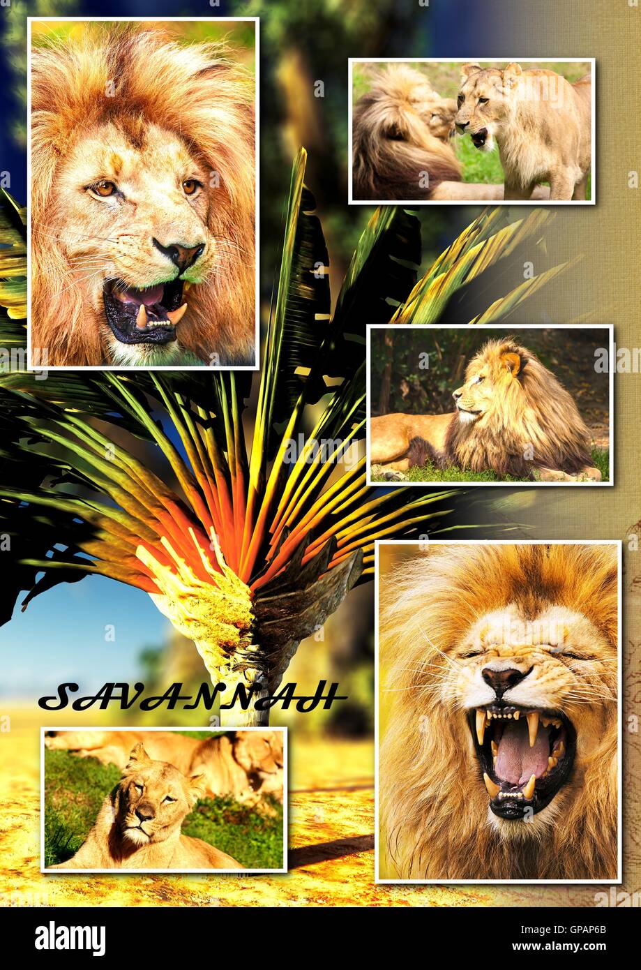 Montage collage cat hi-res stock photography and images - Alamy