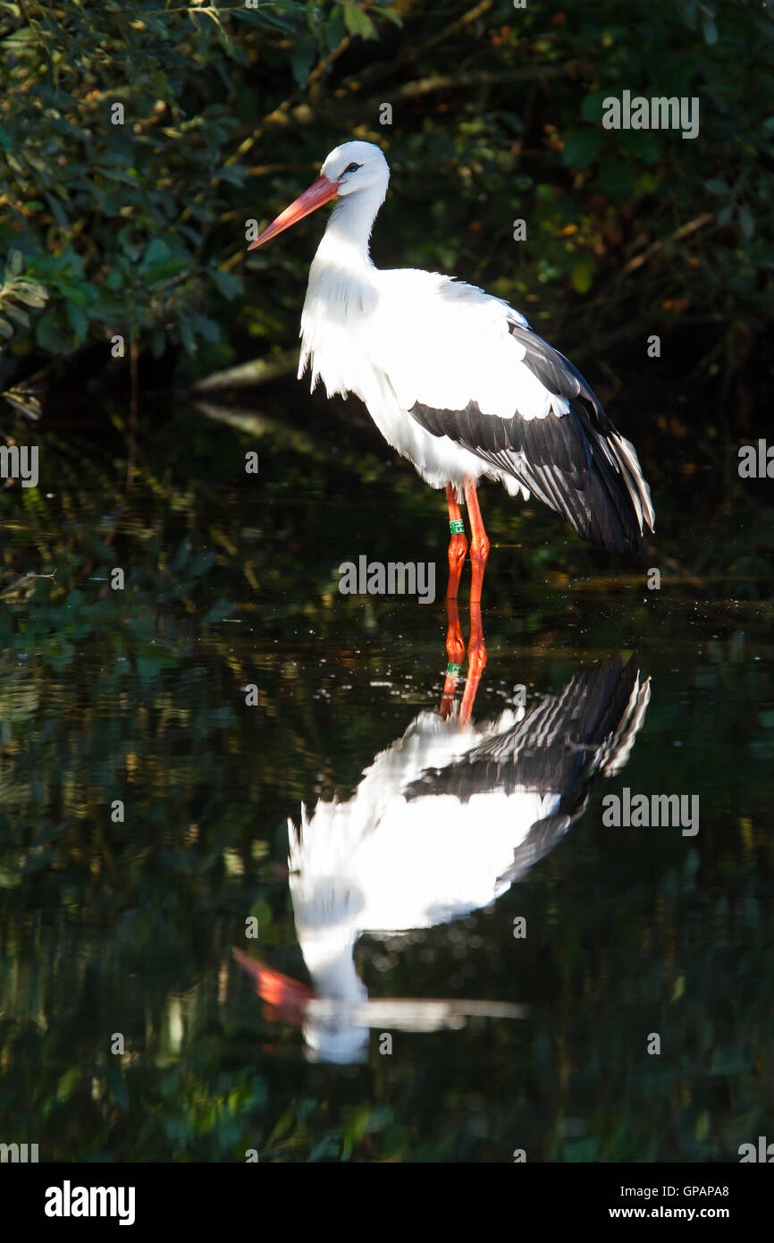 Stork in the water Stock Photo - Alamy