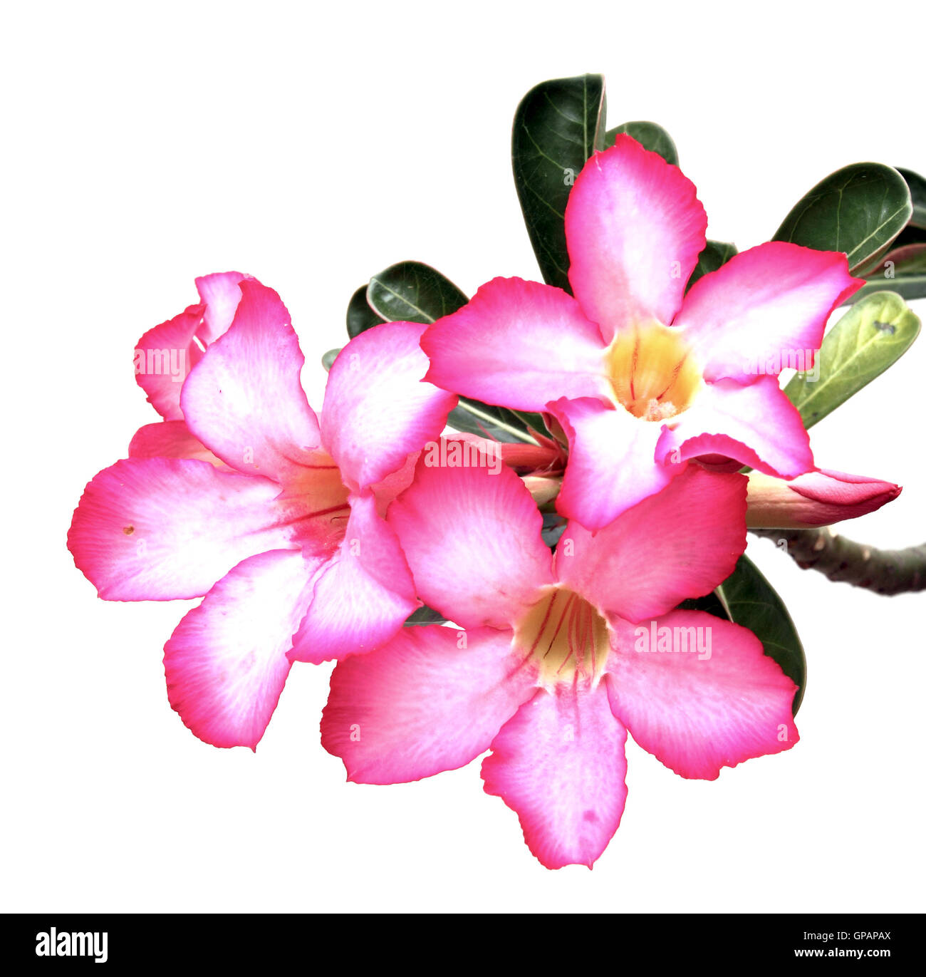 Desert rose flowers on white background Stock Photo - Alamy