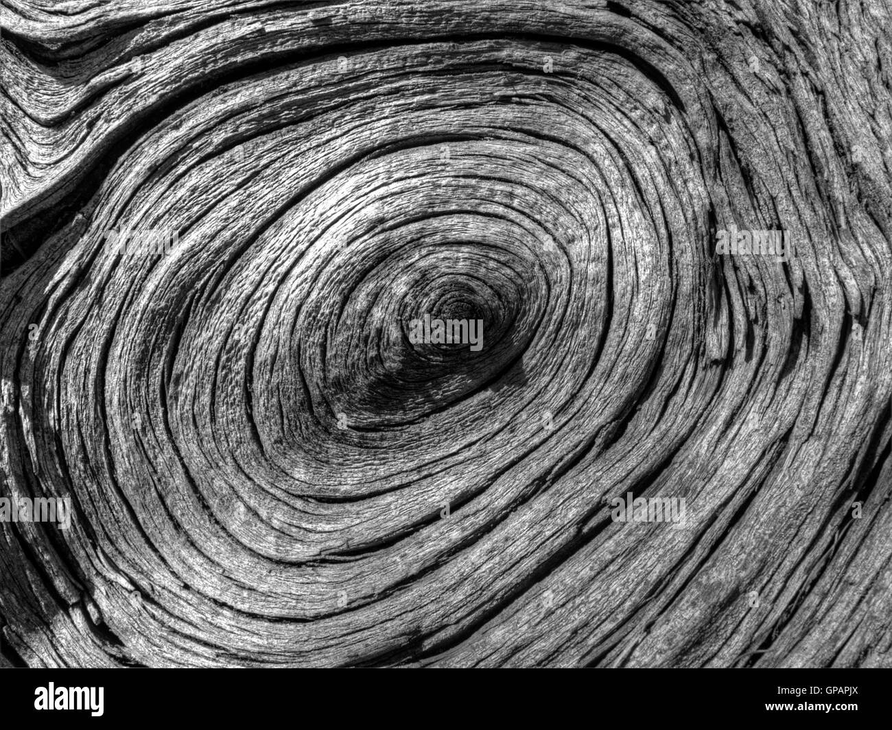 Larch and pine trees Black and White Stock Photos & Images - Alamy