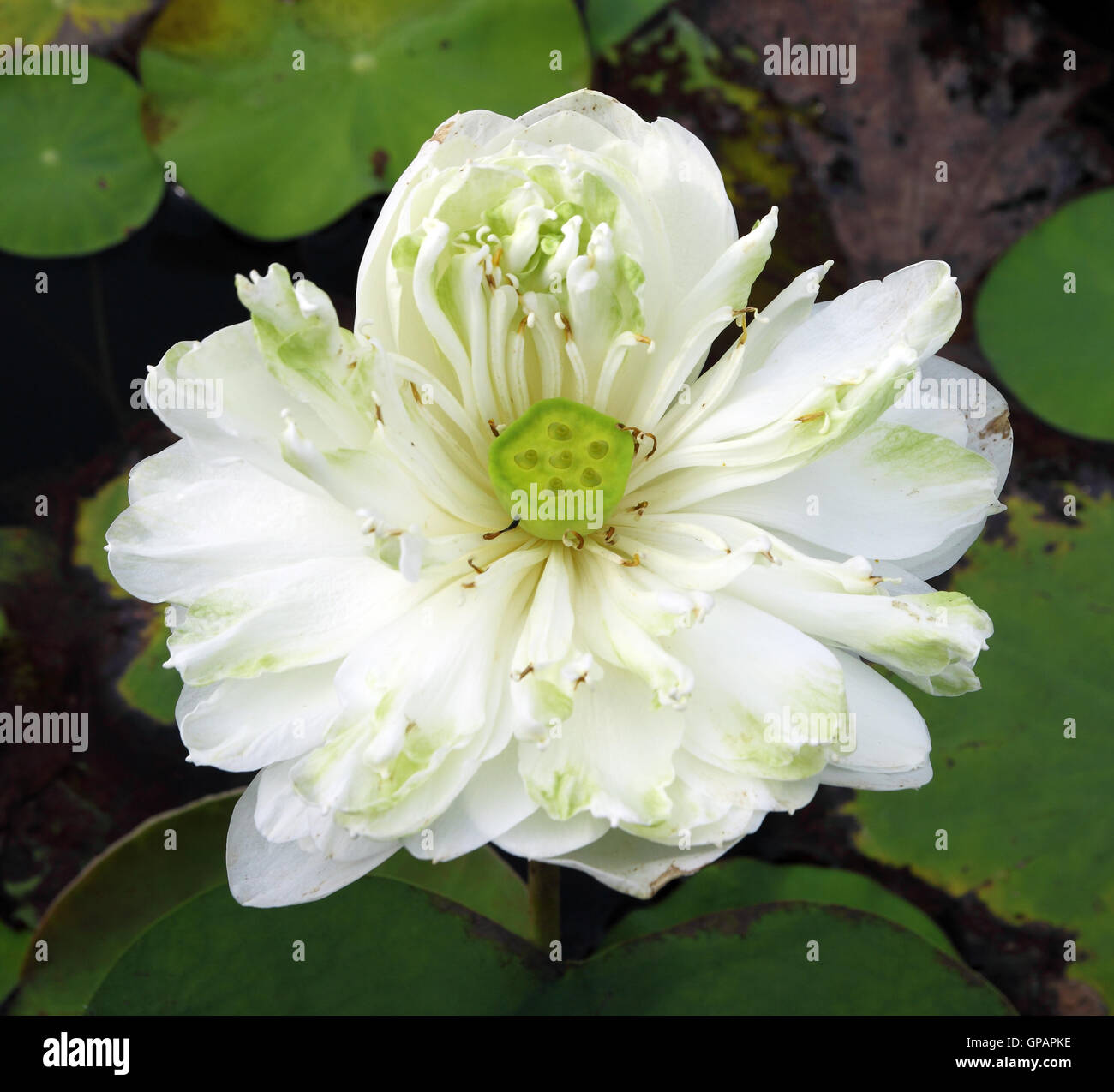 white lotus on lotus pond Stock Photo - Alamy