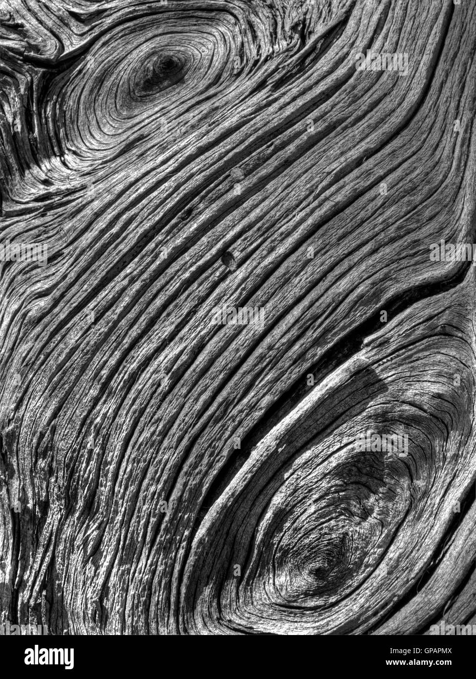 Larch and pine trees Black and White Stock Photos & Images - Alamy