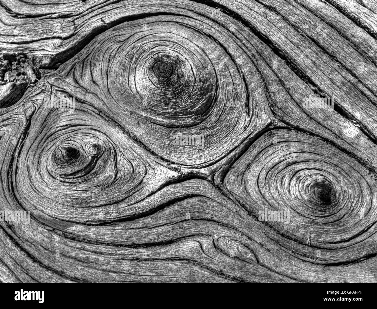 Larch and pine trees Black and White Stock Photos & Images - Alamy