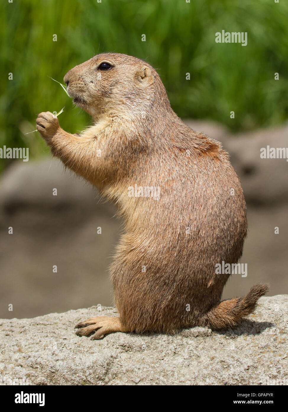Cute prairie dog eating Stock Photo - Alamy