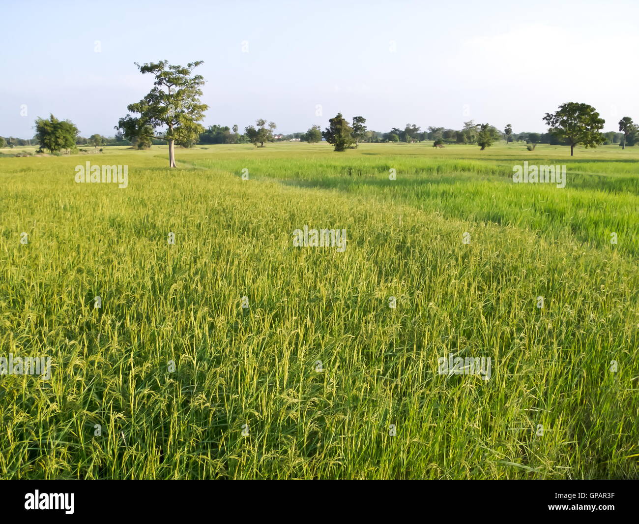 jasmine rice field Stock Photo - Alamy