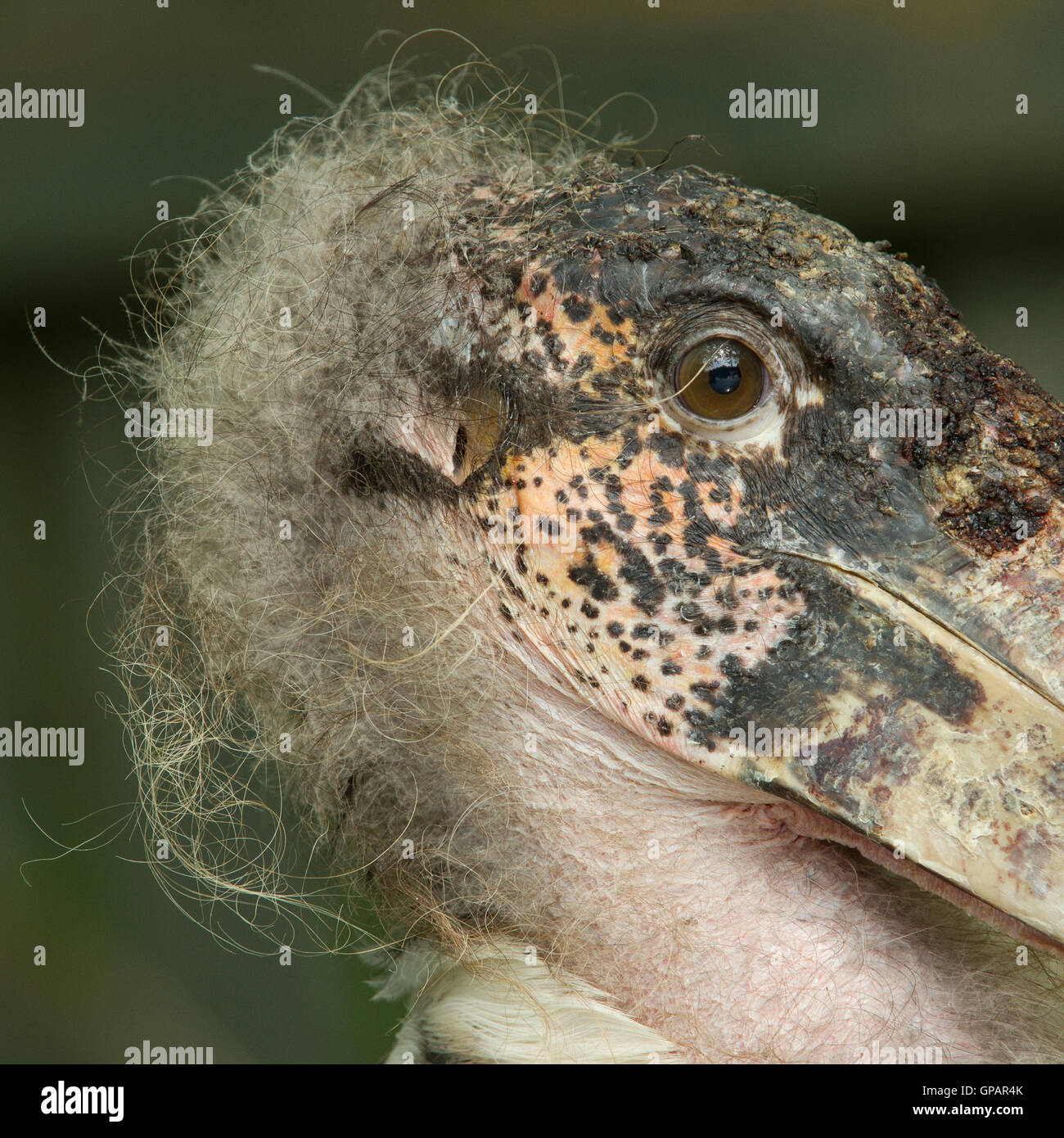 Extreme close-up of an marabu Stock Photo - Alamy