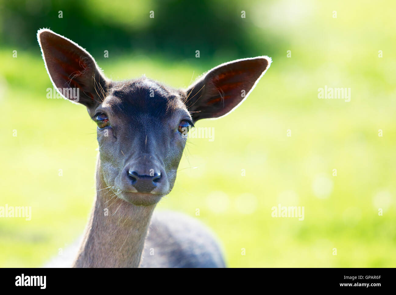 Backlit whitetail deer hi-res stock photography and images - Alamy