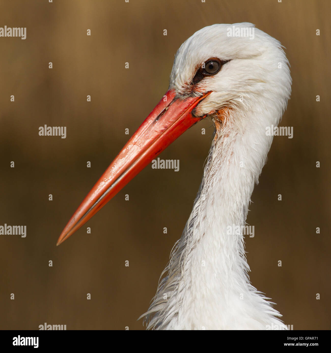 Close-up of a stork Stock Photo - Alamy