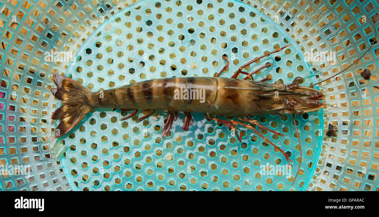 Large living prawn on a Vietnamese market Stock Photo - Alamy