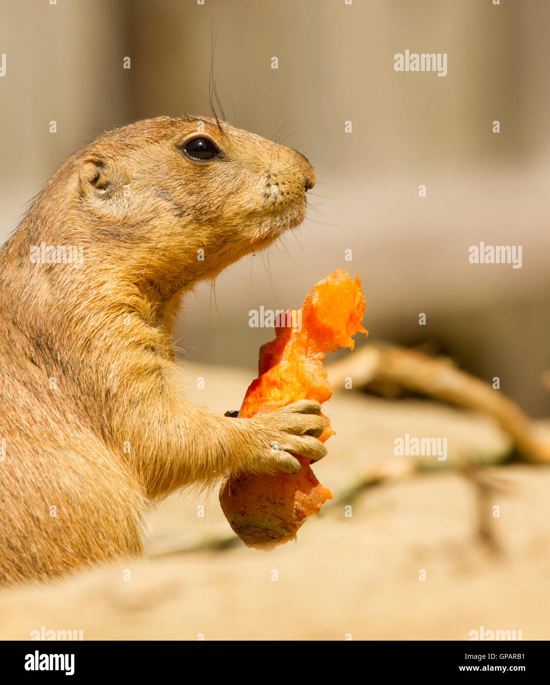 A prairie dog is eating Stock Photo - Alamy