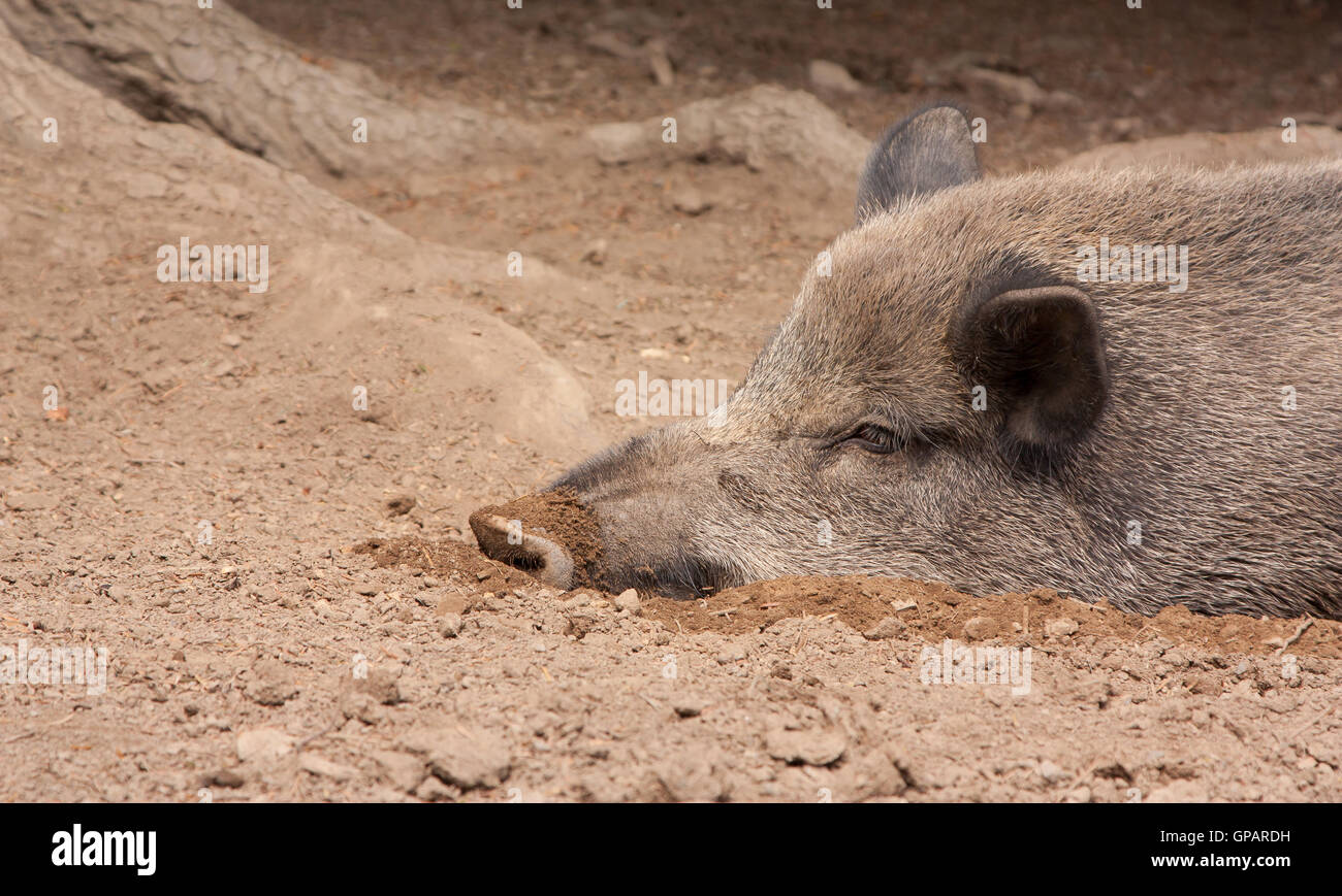 A wild boar is resting Stock Photo - Alamy