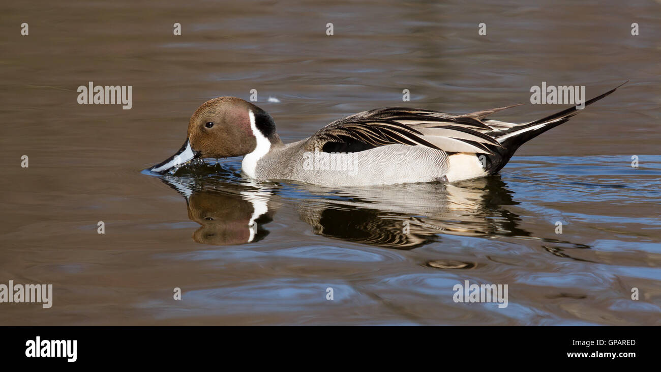 Northern pintail drake swimming Stock Photo - Alamy