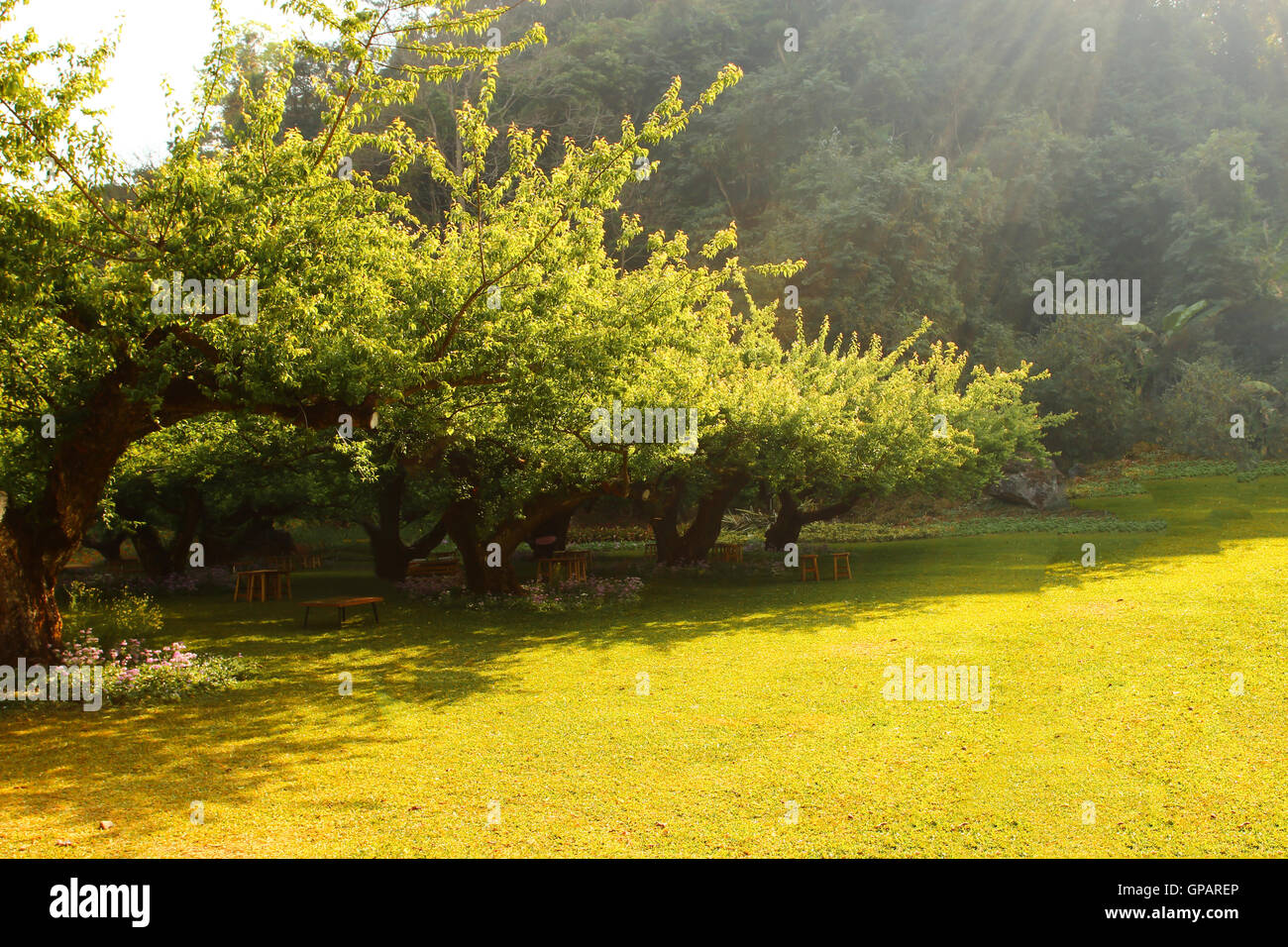 Rows of plum trees in a farm . sunny Stock Photo - Alamy