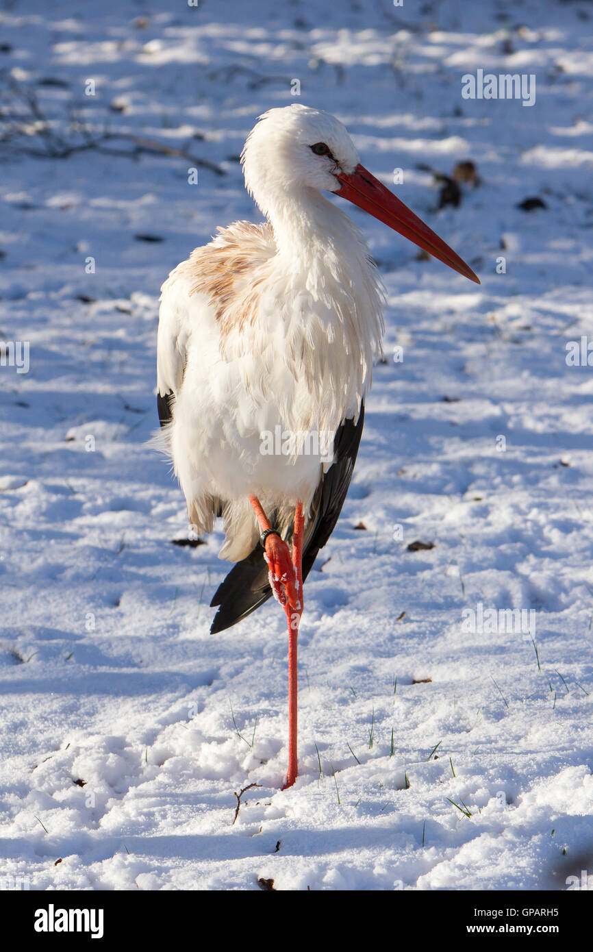 Adult stork standing in the snow Stock Photo - Alamy