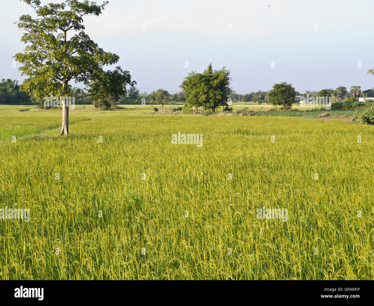 jasmine rice field Stock Photo - Alamy