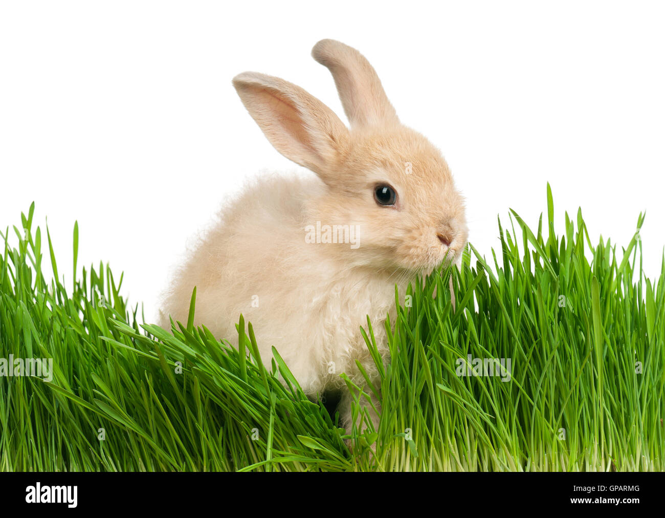 Rabbit in grass Stock Photo - Alamy