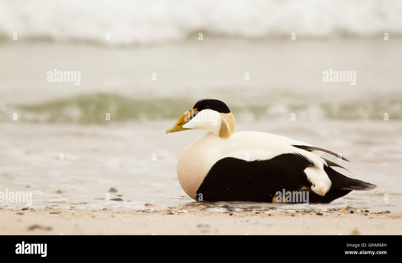 A common eider Stock Photo - Alamy