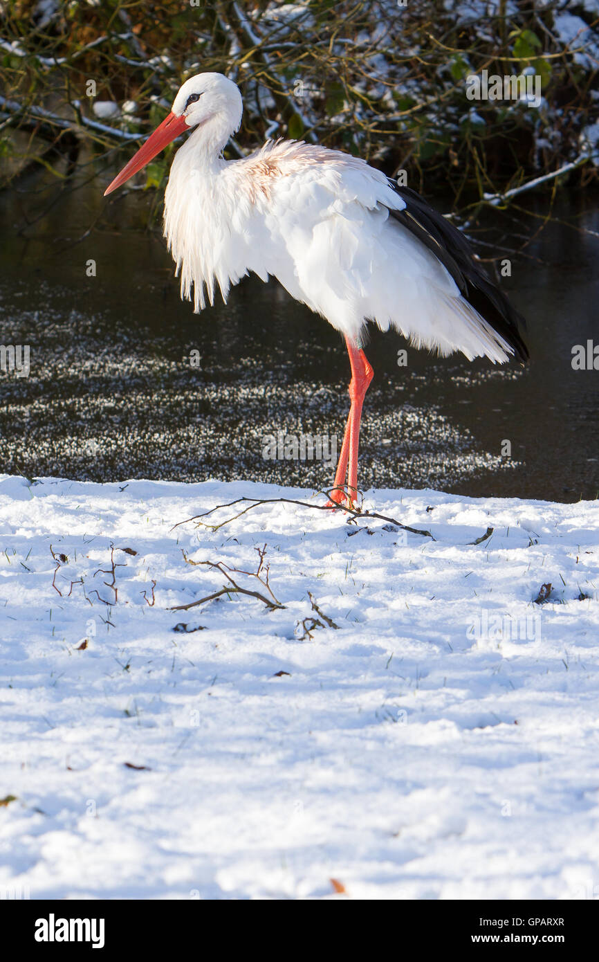 Adult stork standing in the snow Stock Photo - Alamy