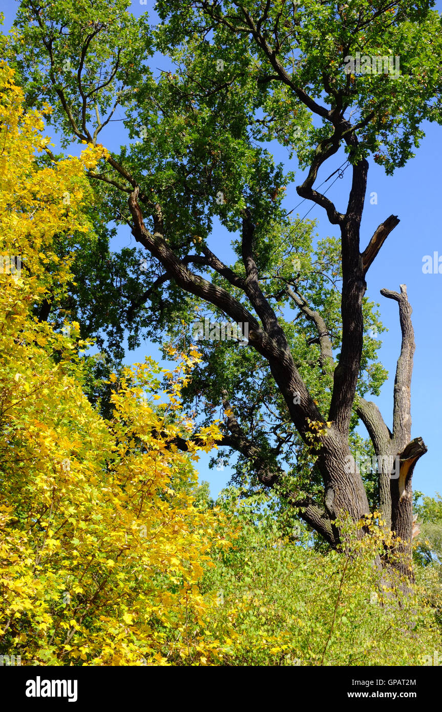 Ancient oak tree Stock Photo - Alamy