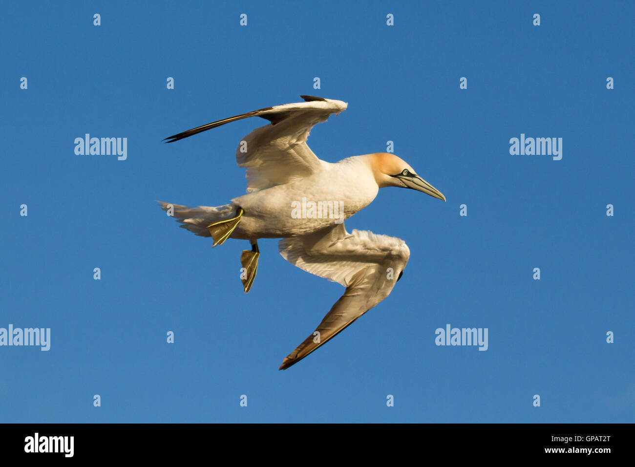 A gannet is flying Stock Photo - Alamy